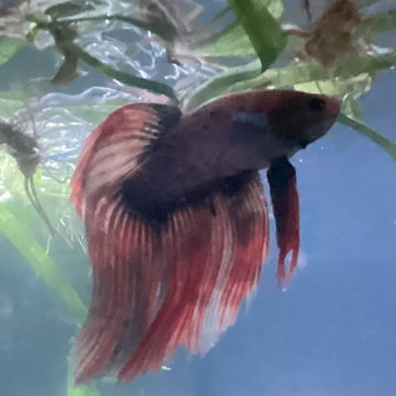 LLT(long live TJ) by Rvley | BandLab