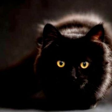 nightmare CAT by EL LACASIANO 🎭 | BandLab