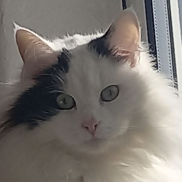 Japan H0es by 5o1 | BandLab