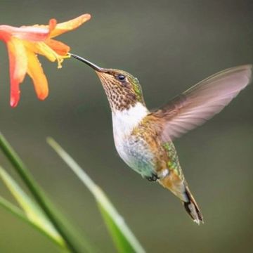 Hymn of the Compunctious by Dean (Away for a Bit) | BandLab