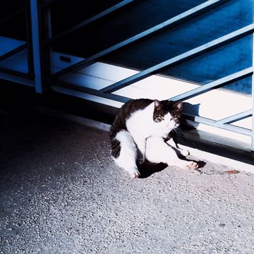 I Need Adrenaline by Domina Petric | BandLab