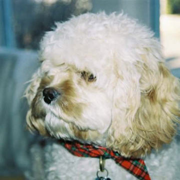 Chance's Dream by LarryD/PocketDog | BandLab