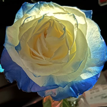 Story goes by Say No Less | BandLab