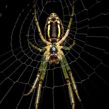 Boy Ndlovu (@young_spider__) • BandLab - Make Music Online