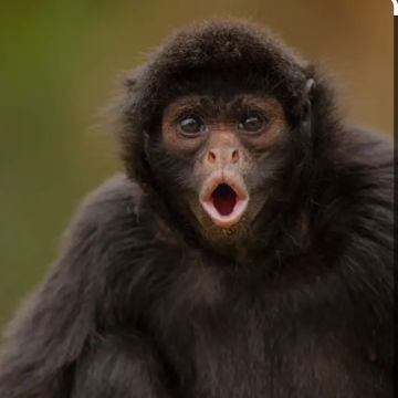 Isaiah Rojas (@monkeboi_beats) • BandLab - Make Music Online