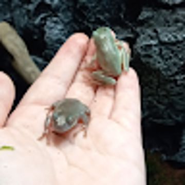 Avery Copeland (@honey_and_peaches_) • BandLab - Make Music Online