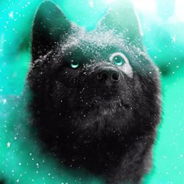 Anonymous Wolf (@anonymous_wolfer) • BandLab: Make Music Online