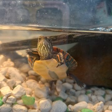 A post by Brylee Smith | BandLab