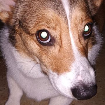 Evil Corgi (@evil_corgi) • BandLab - Make Music Online