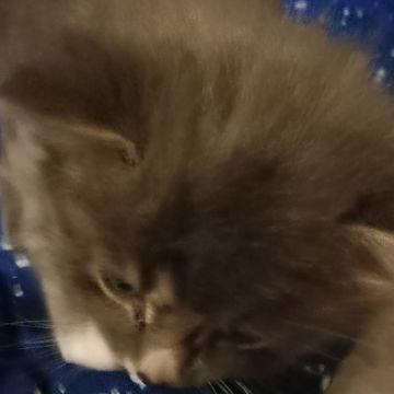 Fluffles The Cat! (@fluffles_the_cat_1) • BandLab - Make Music Online