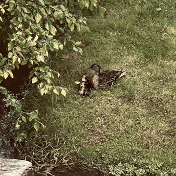 Untitled May 26, 2024 8:48 AM by Alex Rouse | BandLab