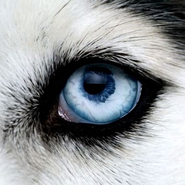 Wolf Eye Anatomy
