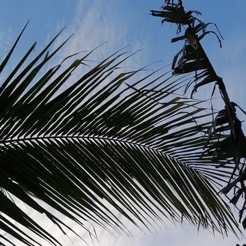 Alen Joy (@allenjoyb) • BandLab: Make Music Online