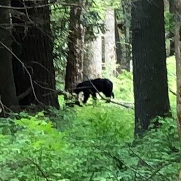 A post by Dachs | BandLab