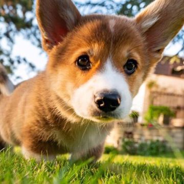 ASTOR BRINKHOFF by DJ CORGI | BandLab