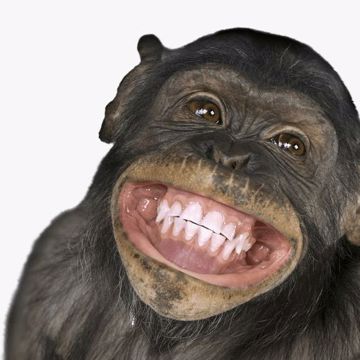 Adrian the monkey (@adrianthemonkey) • BandLab - Make Music Online