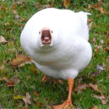 Obese_Duck (@obese_duck) • BandLab - Make Music Online