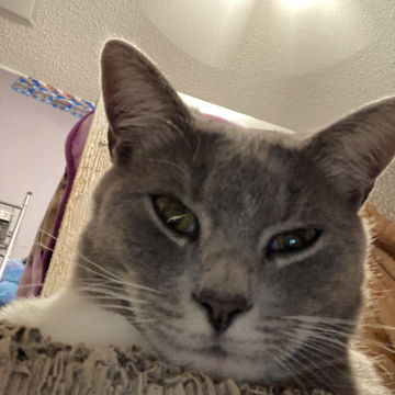 SassyMonkey (@sassymonkey) • BandLab - Make Music Online