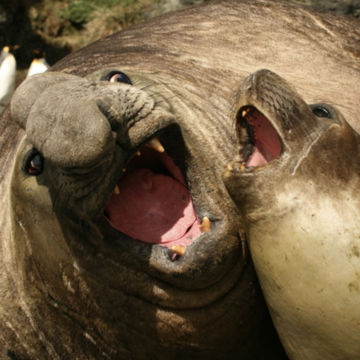 A post by 🦭just🦭some🦭hecking🦭seal🦭 | BandLab